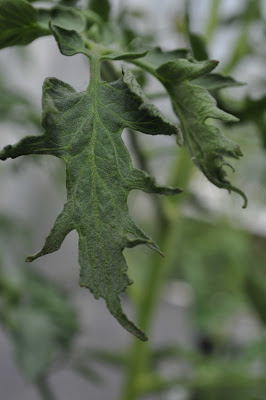 Close-Up Pictures of the Suspected Herbicide Carryover Damage on ...