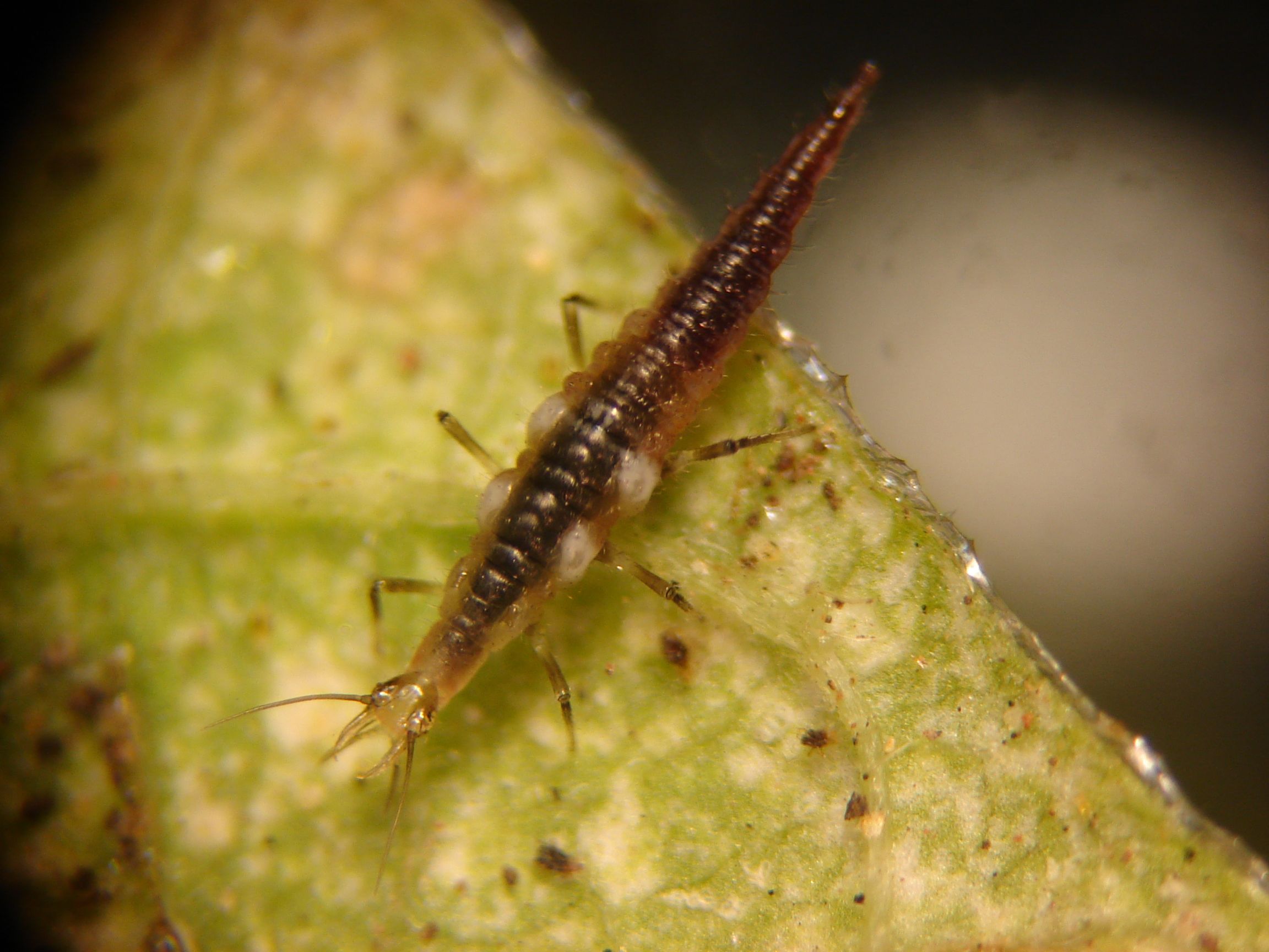 Brown Lacewing Larvae