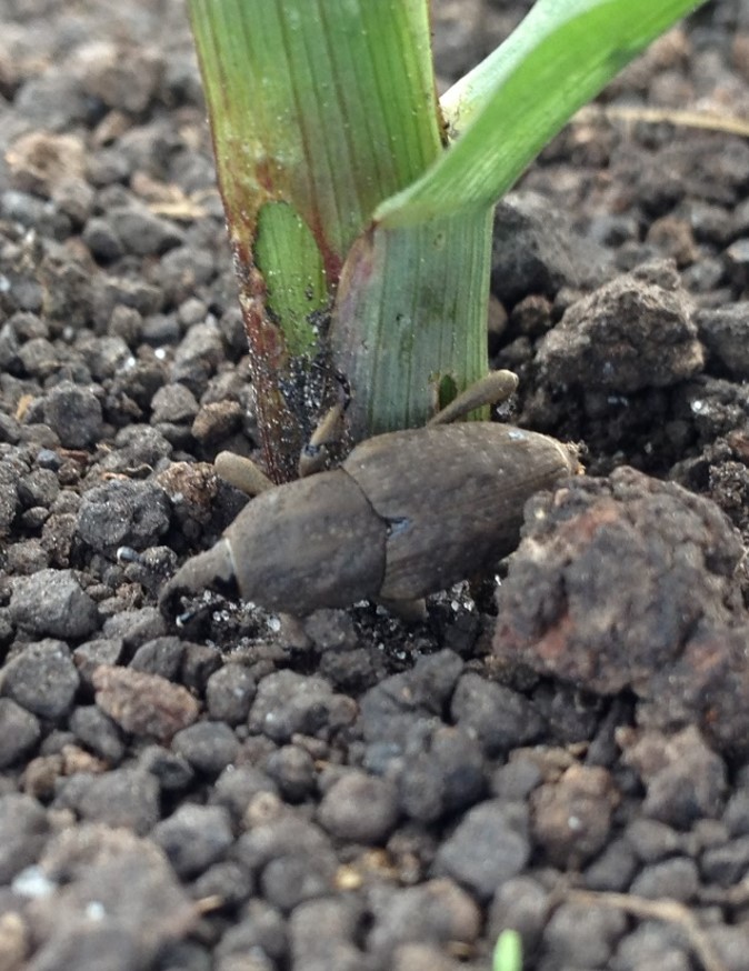 Billbug | NC State Extension