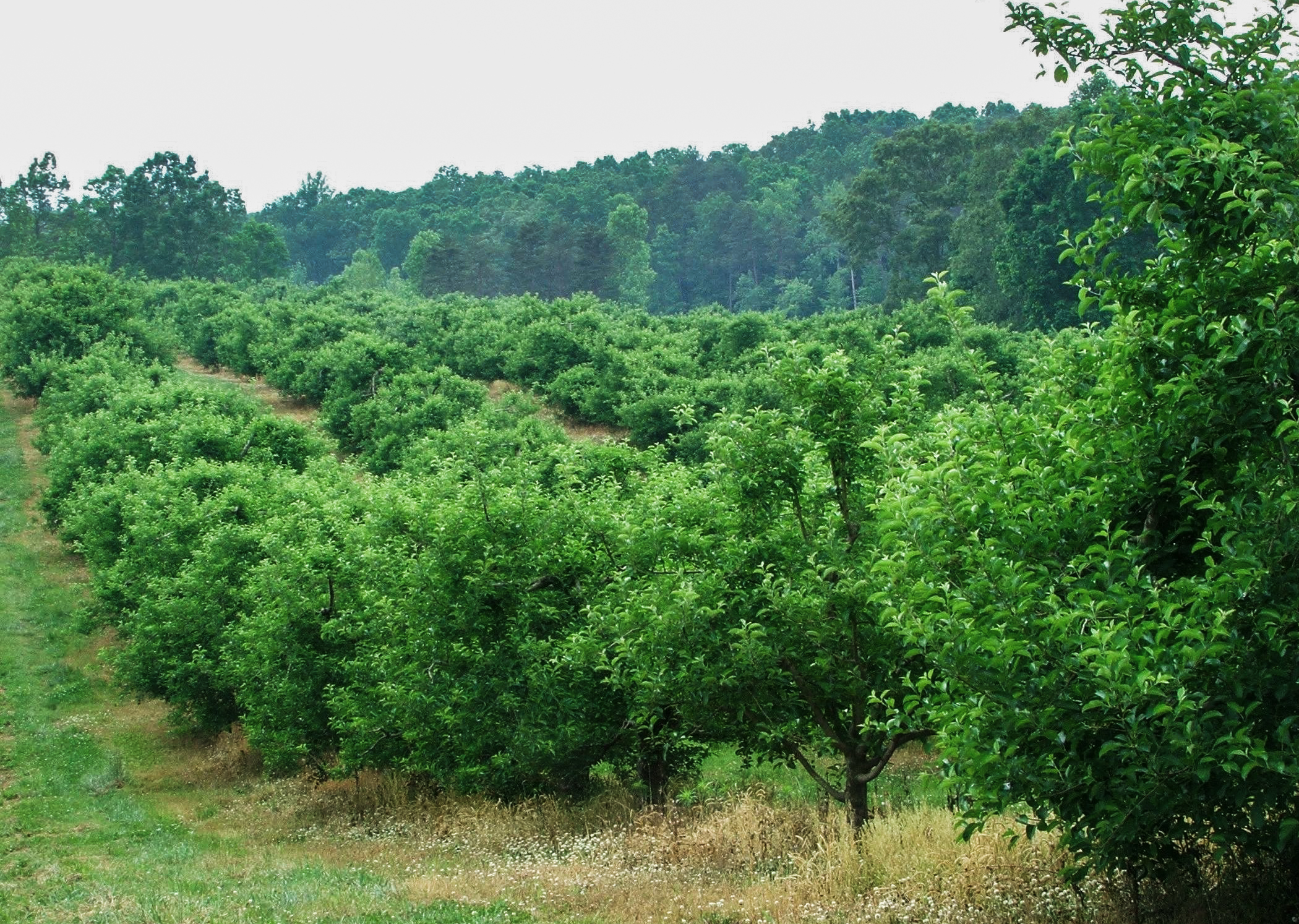 Apple Insect Management Overview | NC State Extension