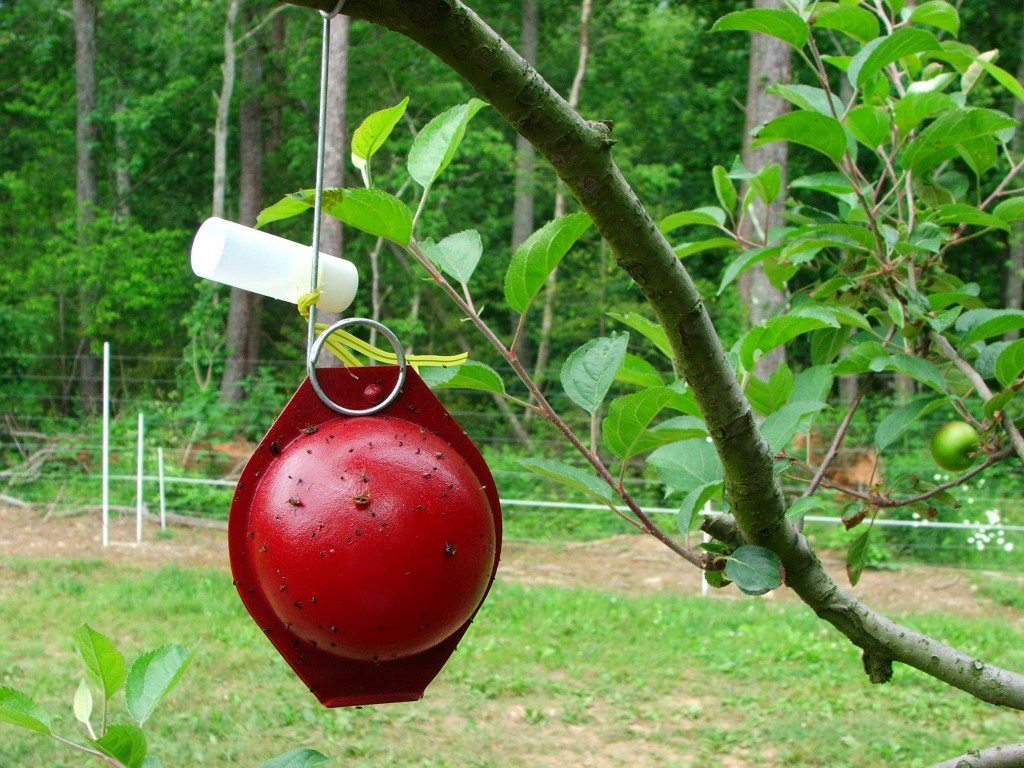 Apple Insect Management Overview | NC State Extension