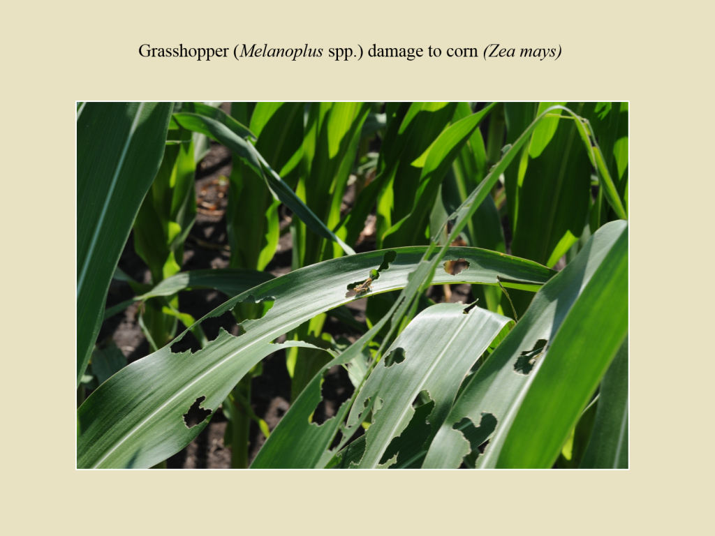 Grasshopper | NC State Extension