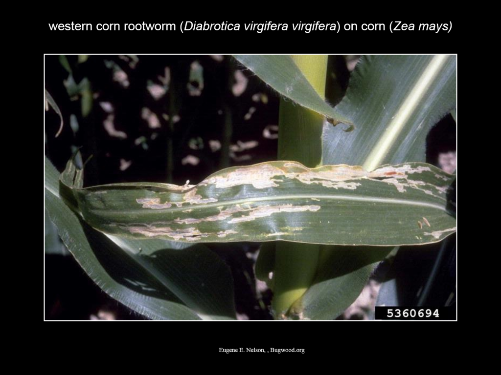 Western and Northern Corn Rootworm | NC State Extension