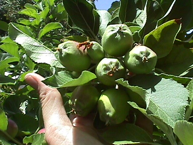 Resources for Growing Fruit Trees in Your Landscape | NC State Extension