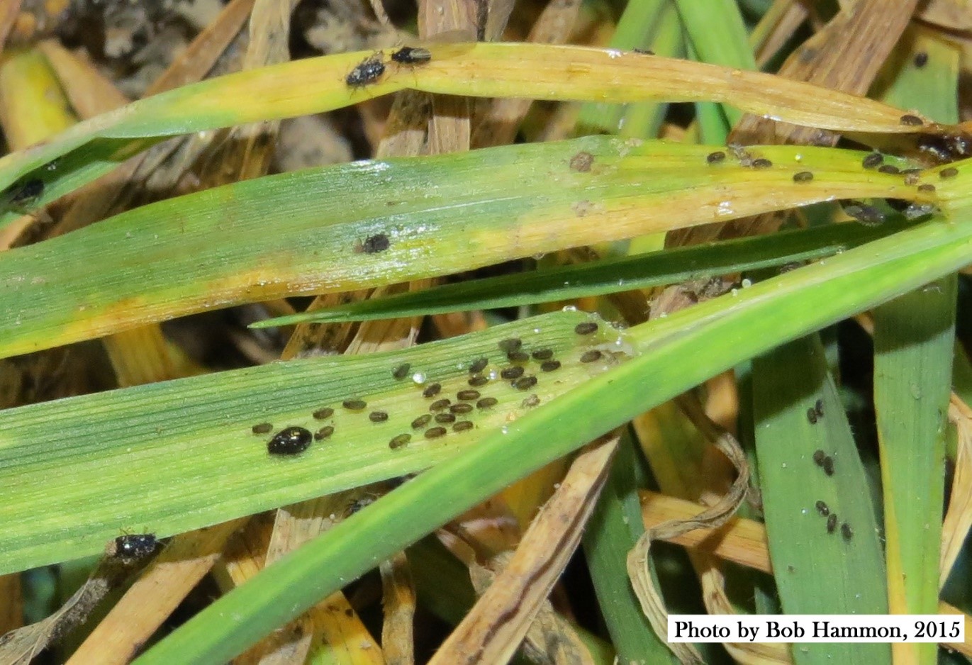 Be on the Lookout for a New Invasive Aphid of Wheat | NC State Extension