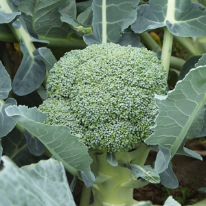 Growing Organic and Conventional Broccoli in Western North Carolina ...