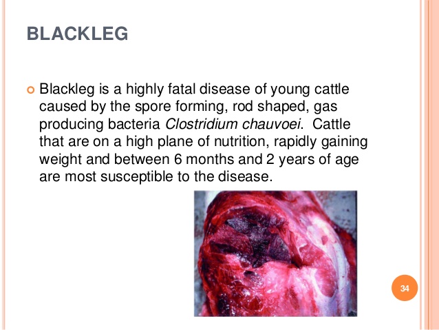 Blackleg in Cattle is Usually Fatal! An Ounce of Prevention…Vaccinate ...