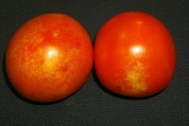 Investigations Into the Cause of Gold-Flecking on the Surface of Ripe ...