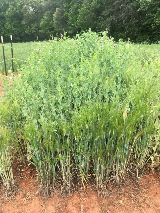 Biomass Production With Legume and Small Grain Cover Crop Mixtures in ...