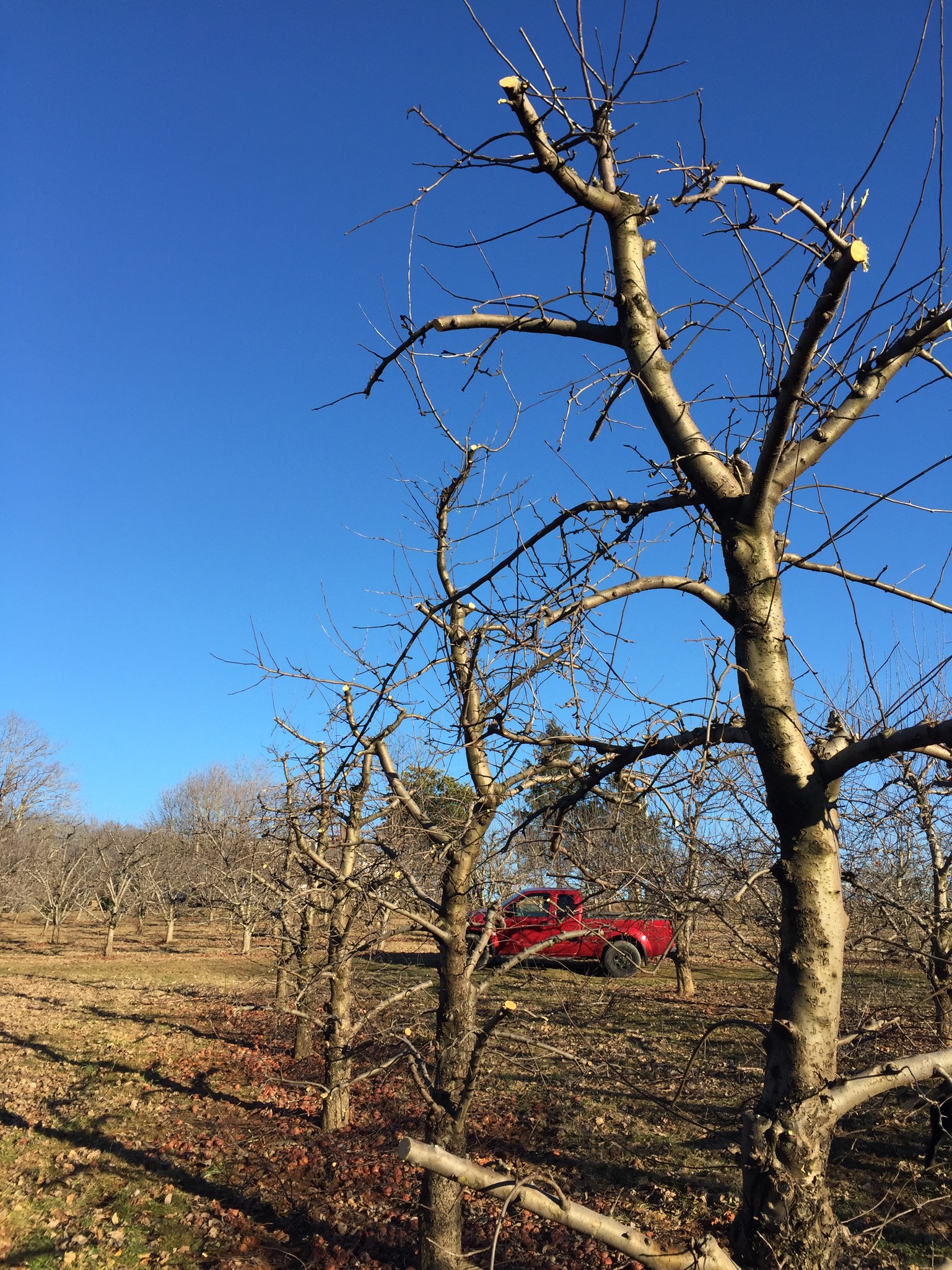 Prune Your Fruit Trees in February | N.C. Cooperative Extension