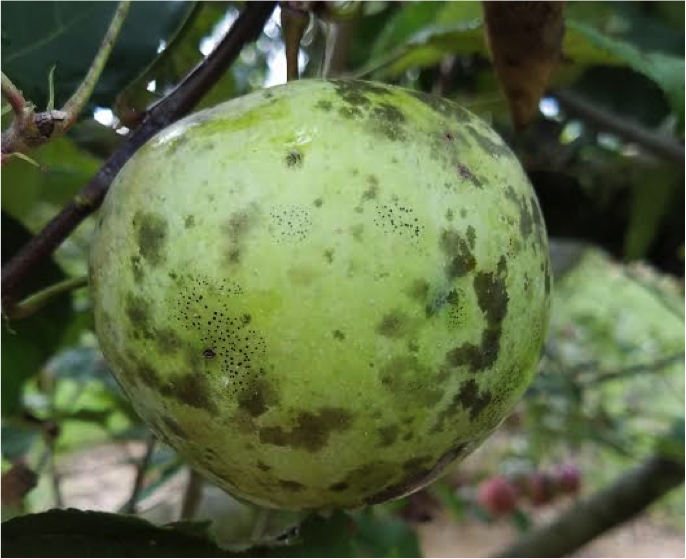 Sooty Blotch and Flyspeck Disease Outlook | NC State Extension