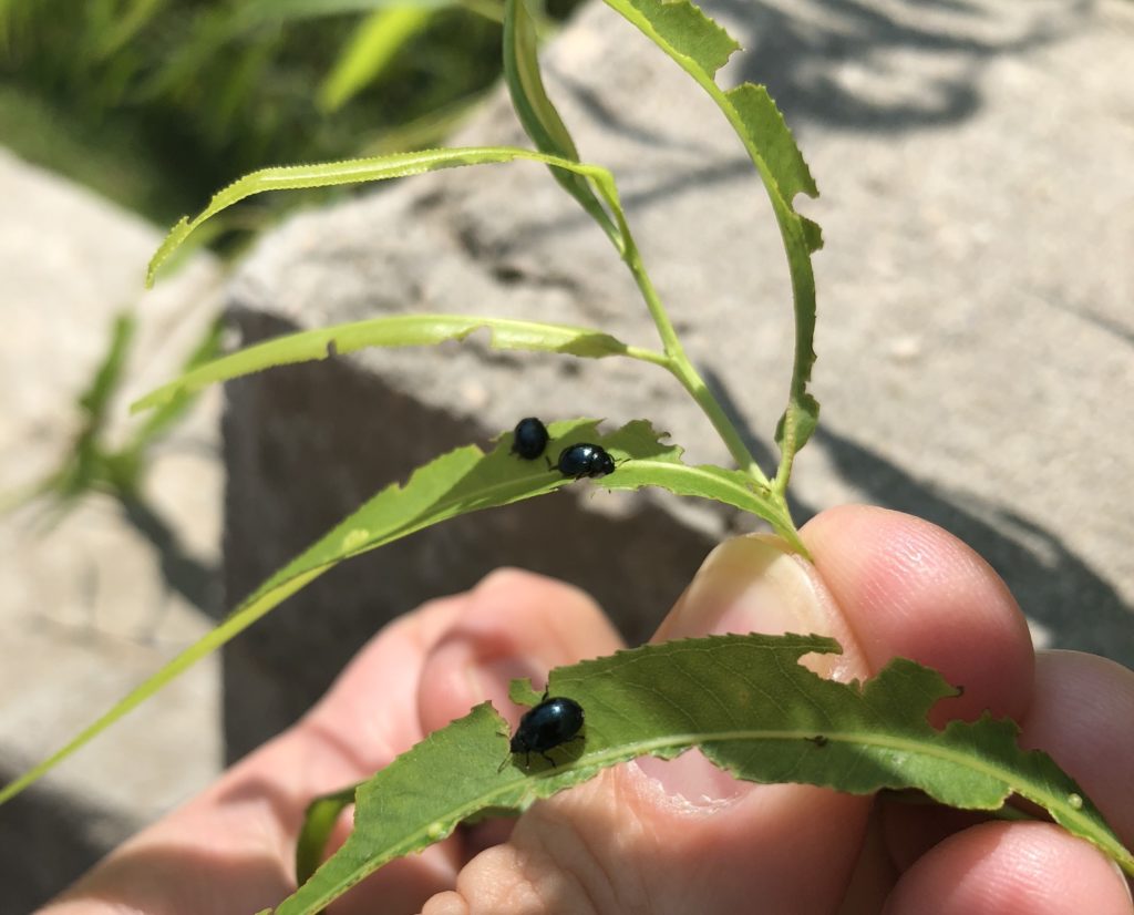 Imported Willow Leaf Beetles | NC State Extension