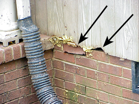 Pest Problems After Storms – Rodents | NC State Extension