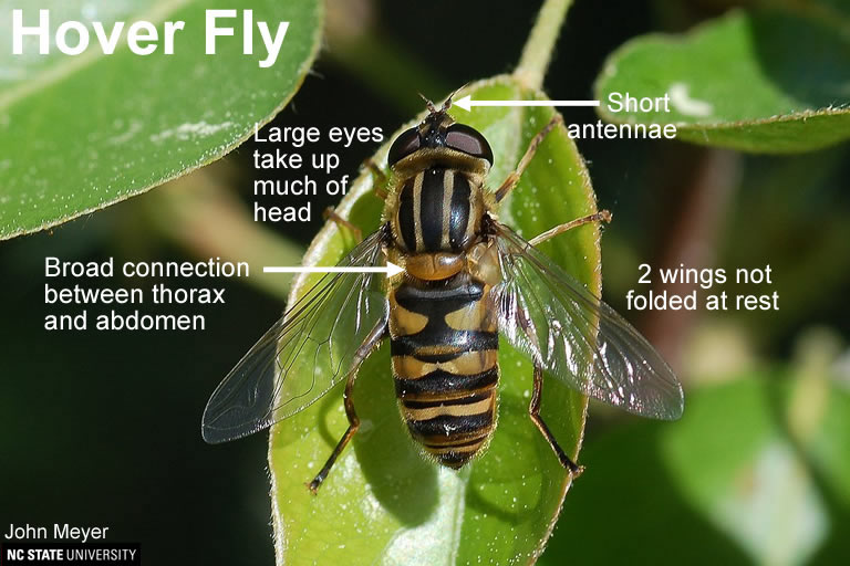 Hover Fly Look-a-Likes | NC State Extension