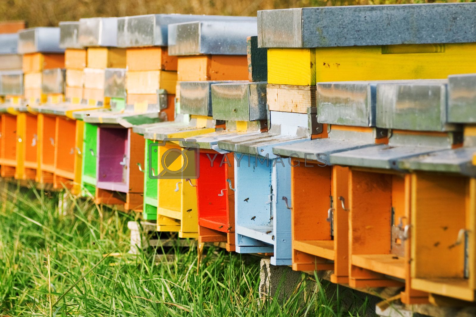 Beekeeping Short Course | N.C. Cooperative Extension