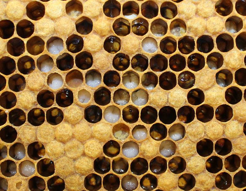 Web Resources: Beekeeping | NC State Extension