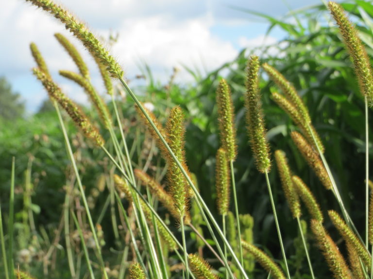 Foxtail Is Taking Over My Hay Field What Can I Do To Control This Weedy Grass Nc State Extension