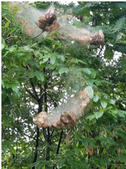 Pest Alert – Fall Webworm | N.C. Cooperative Extension