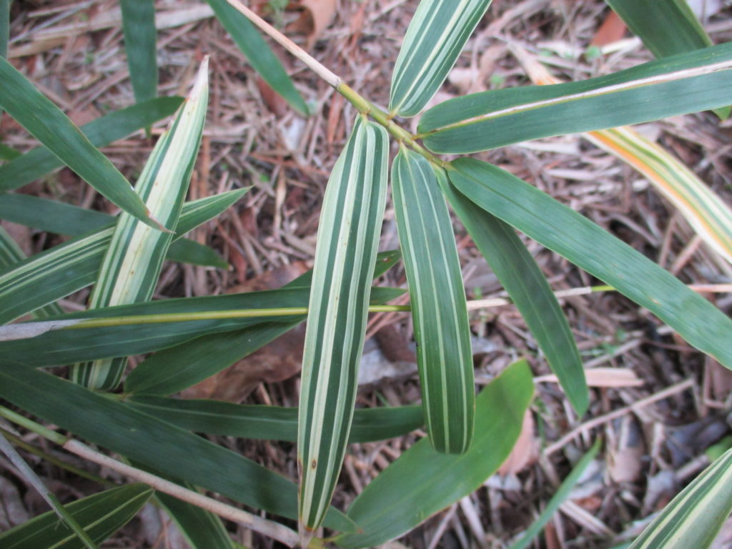 Clumping Bamboos Nc Cooperative Extension