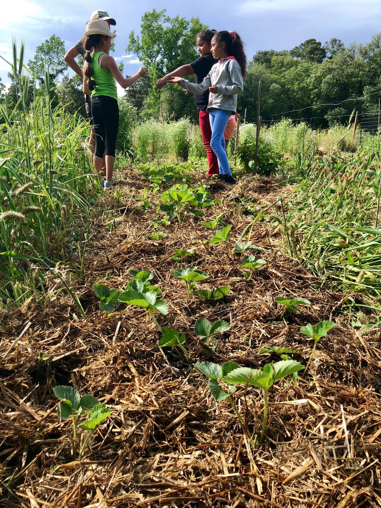 Stokes County 4-H Information | N.C. Cooperative Extension