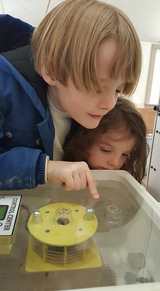 Incubating Quail Eggs Days 21- 24 | N.C. Cooperative Extension