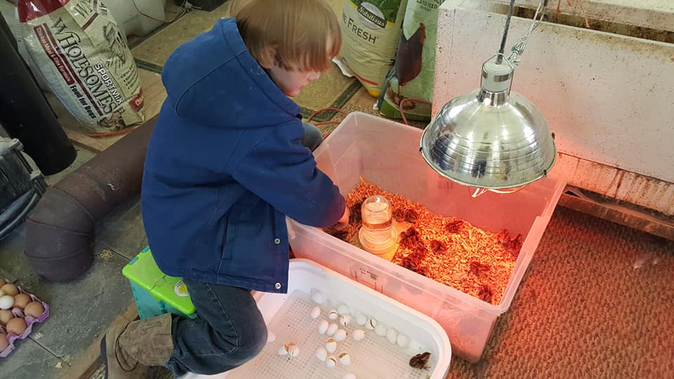 Incubating Quail Eggs Days 21- 24 | N.C. Cooperative Extension