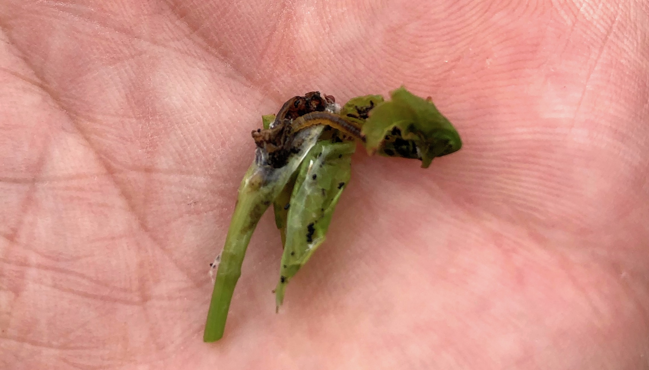 Nursery Pest Alert – Maple Tip Borers Active Now | NC State Extension