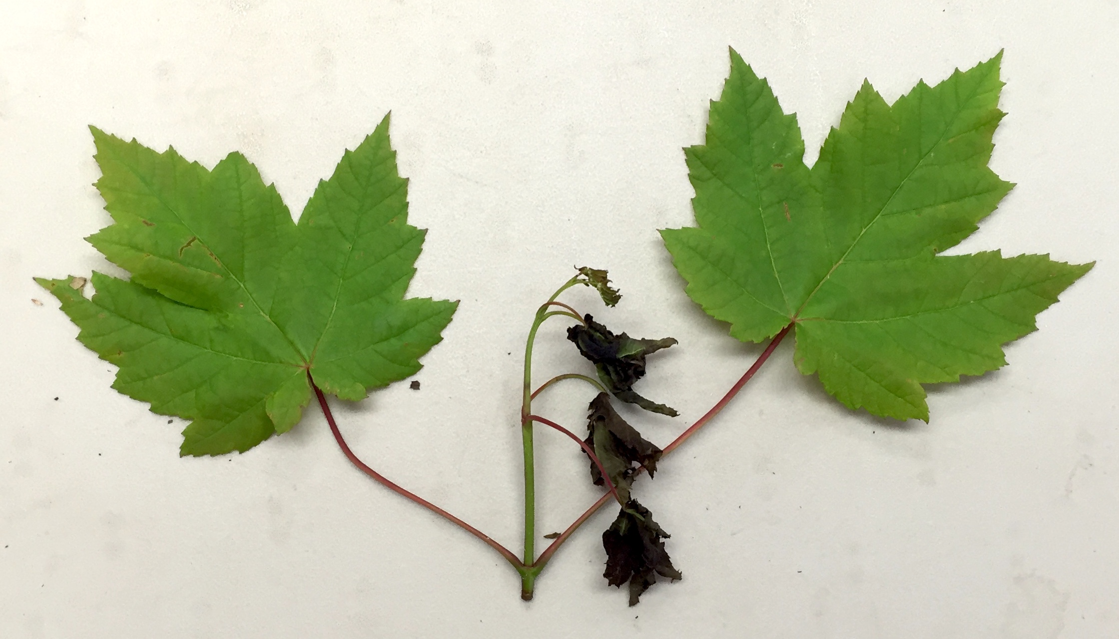 Nursery Pest Alert – Maple Tip Borers Active Now | NC State Extension