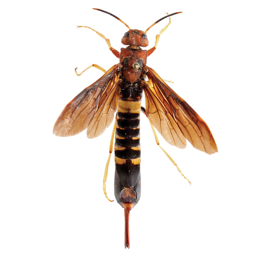 A Visual Guide to Northern Giant Hornets and Similar Insects | NC State ...