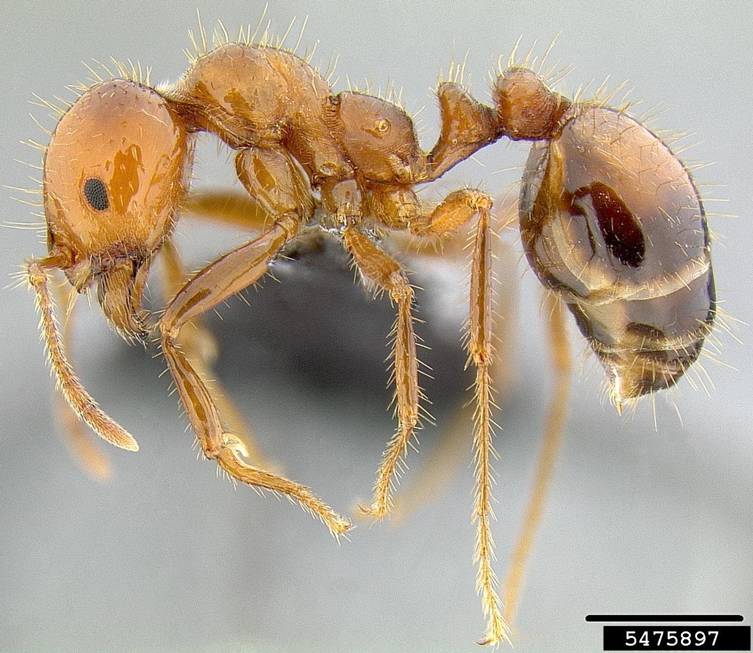 Fire Ant Q&A | N.C. Cooperative Extension