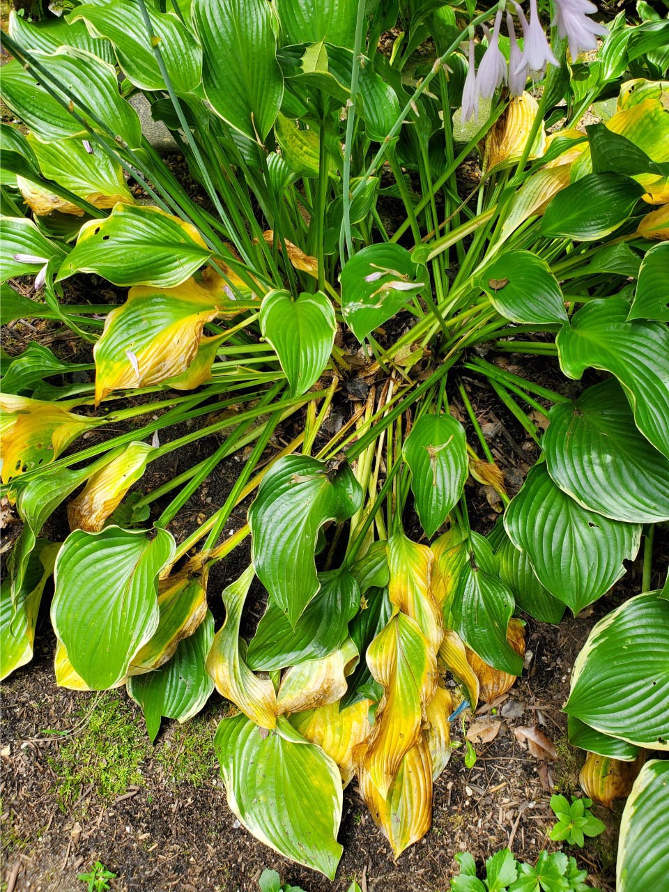 Pest Alert: Southern Blight on Perennials | N.C. Cooperative Extension