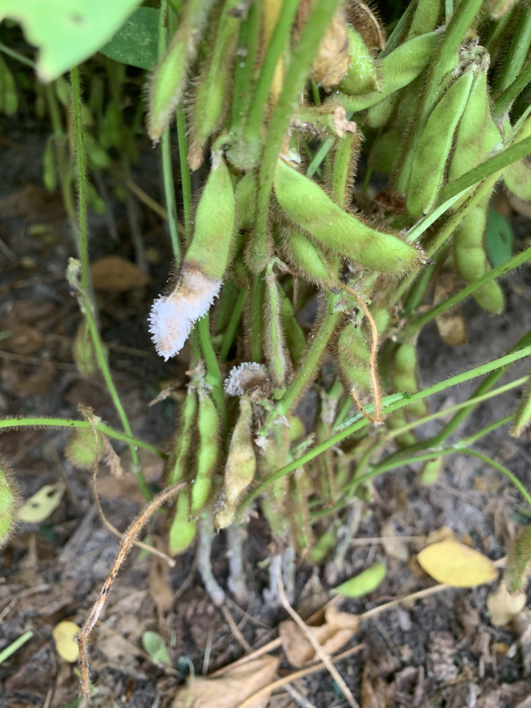 2020 Production Update: Soybean Pod Damage | NC State Extension