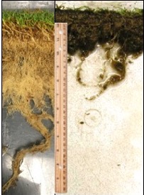 Does Pythium Root Dysfunction Equal Pythium Root Rot? | NC State Extension