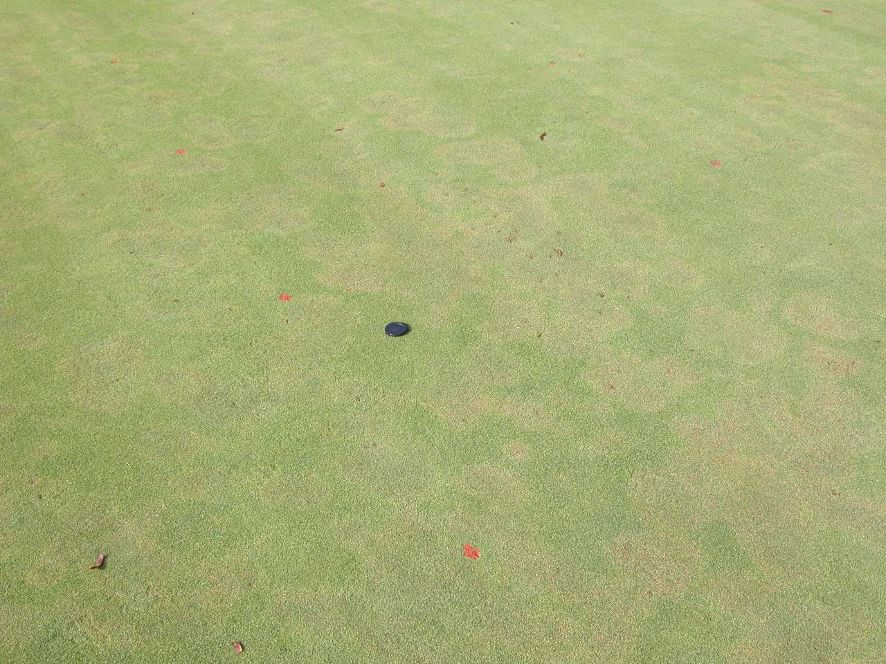 Does Pythium Root Dysfunction Equal Pythium Root Rot? | NC State Extension