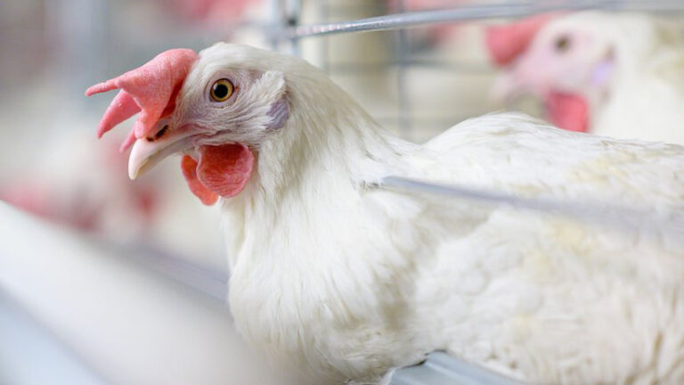Hendrix Genetics Analyzes 60 Years Of North Carolina Layer Test Data