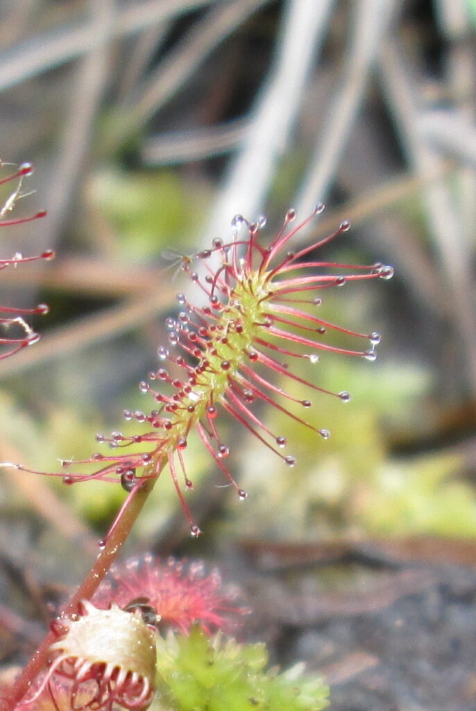 The Drosera and the Hexapod | N.C. Cooperative Extension