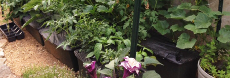 Buncombe County: Gardening Video – Gardening With EarthBoxes® | N.C ...