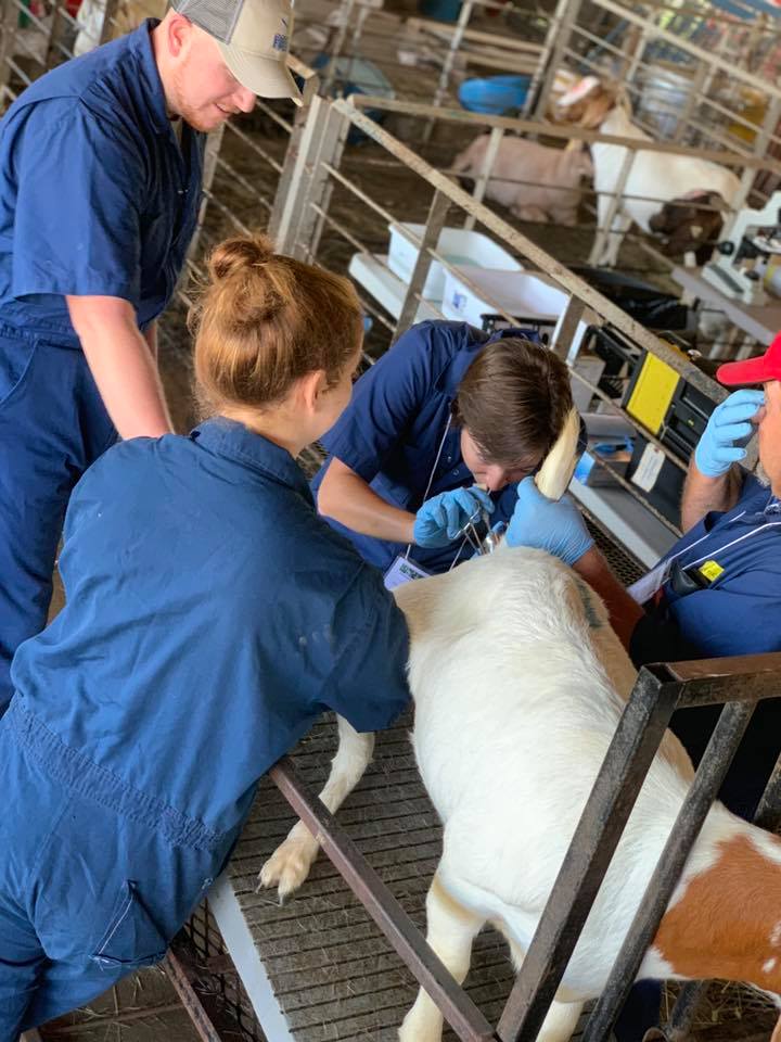 Goat Artificial Insemination Short Course Nc State Extension