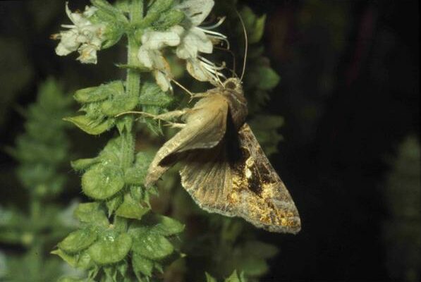 You’re Not the Only One Who Loves Cabbage | N.C. Cooperative Extension