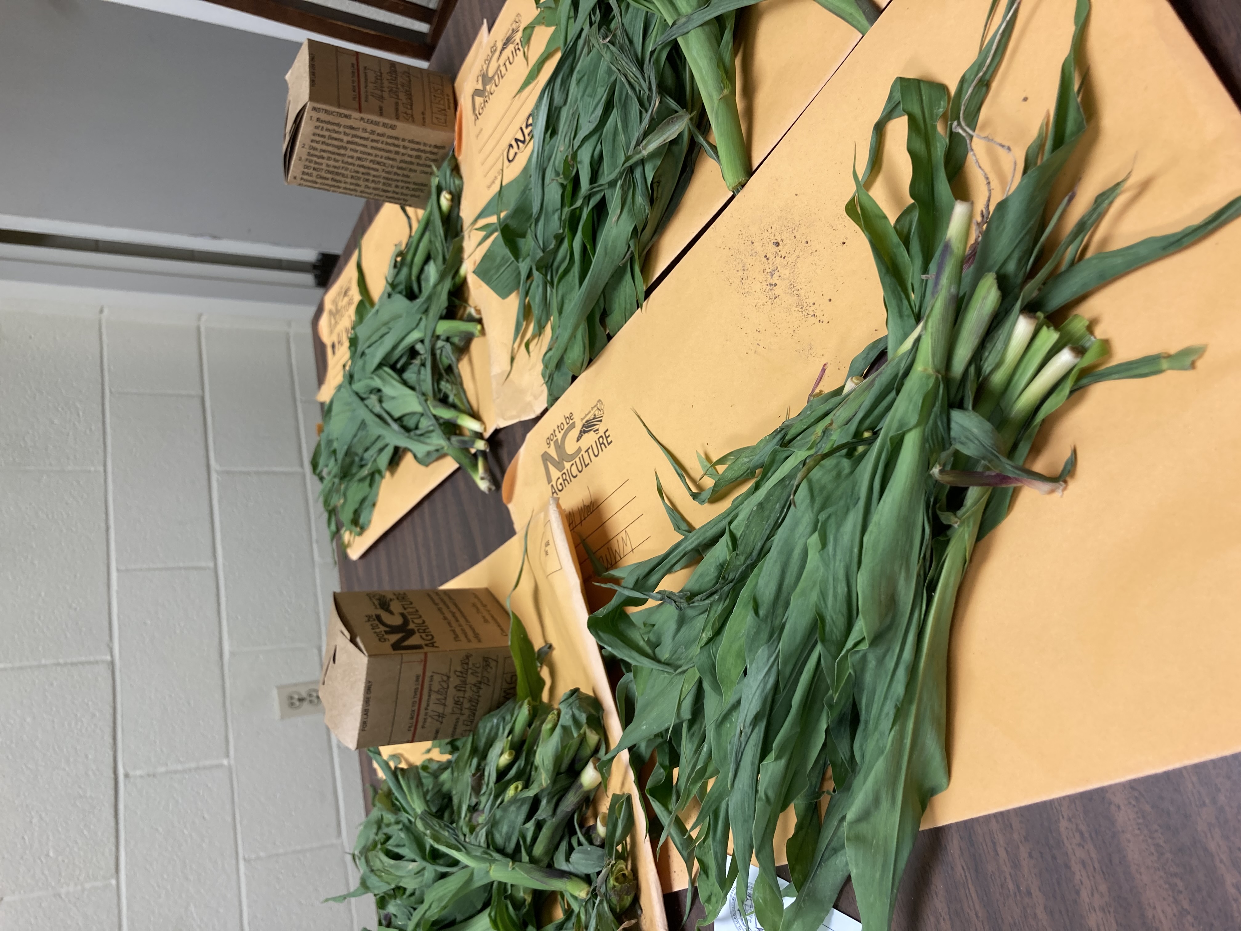 Is Your Corn Well Fed | N.C. Cooperative Extension