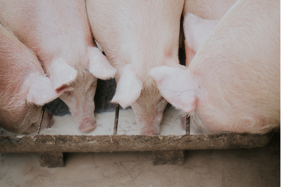 Reducing Summer Heat Stress on Hogs | N.C. Cooperative Extension