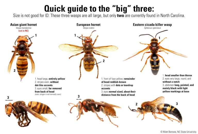 A Side by Side Comparison of the Asian Giant Hornet and Other Insects ...