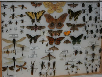 Creating an Insect Collection | NC State Extension