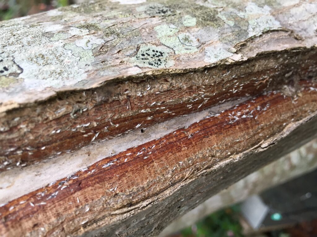 Pest Alert – Scale Insects | N.C. Cooperative Extension