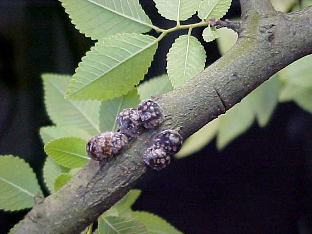 Pest Alert – Scale Insects | N.C. Cooperative Extension