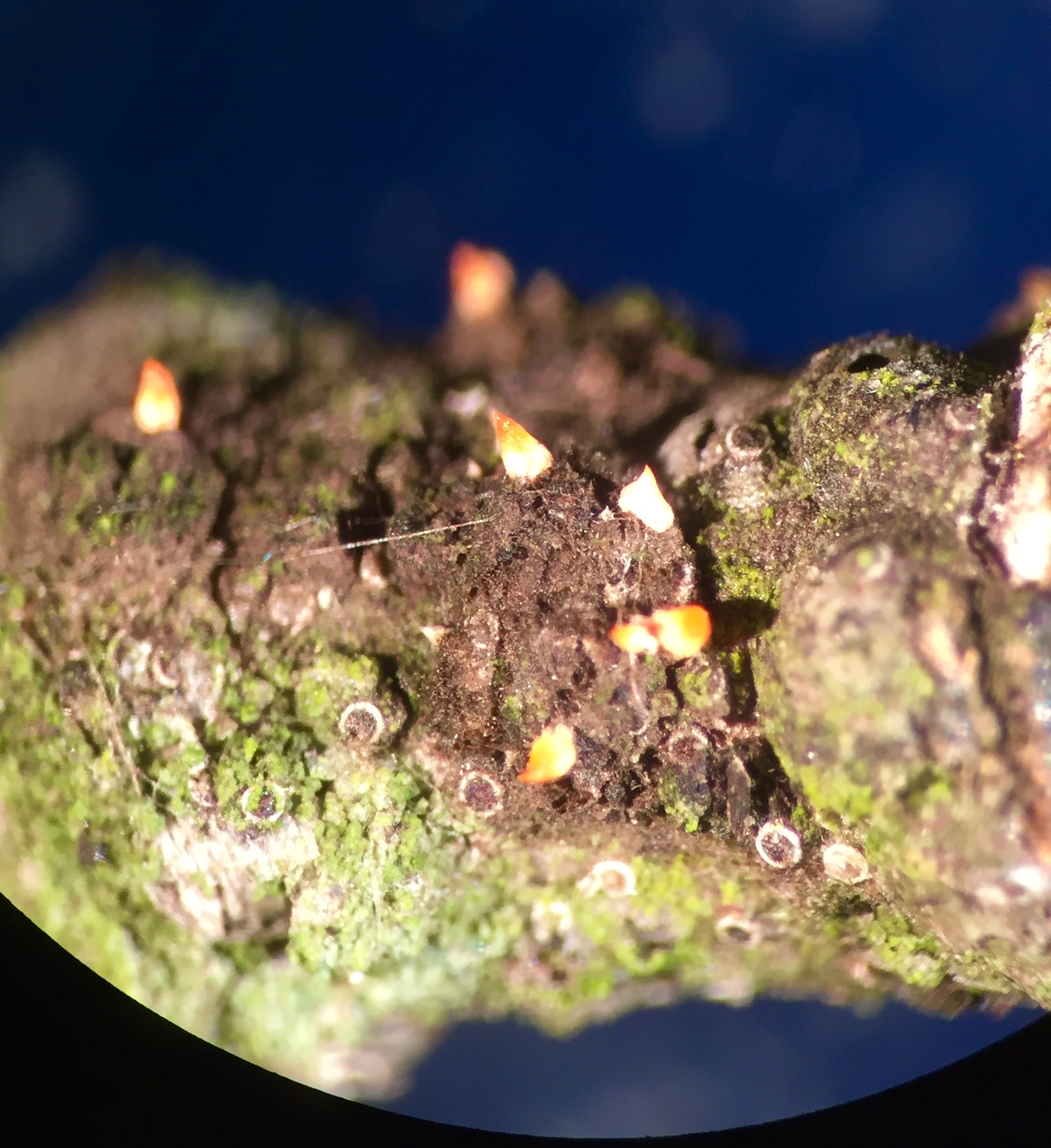 Pest Alert – Scale Insects | N.C. Cooperative Extension