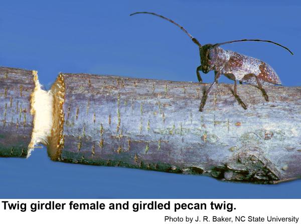 Pecan Twig Girdlers | N.C. Cooperative Extension