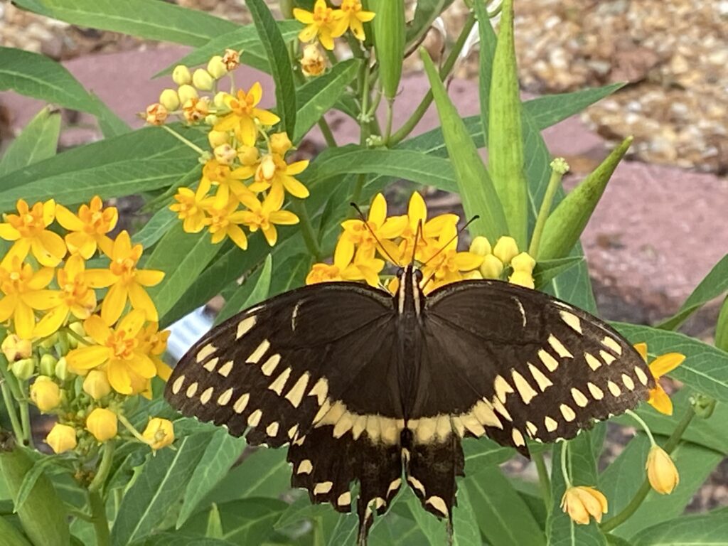 Promoting Pollinators and Native Plants | NC State Extension