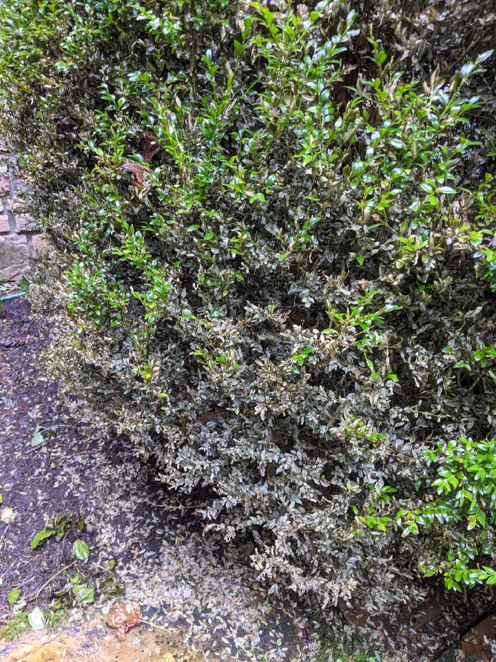 Pest Alert – Boxwood Blight | N.C. Cooperative Extension