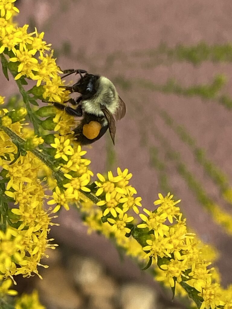 Protecting Pollinators in Sampson County | NC State Extension